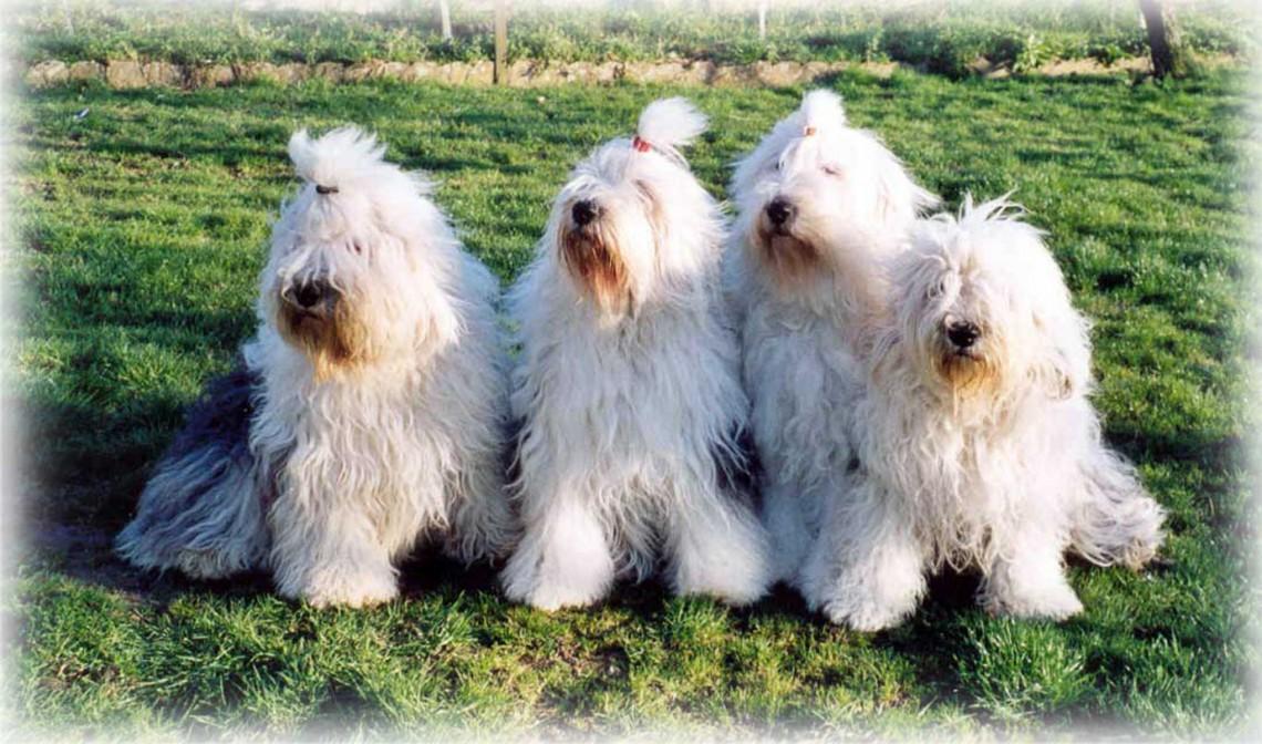 Le bobtail : fiche descriptive et caractéristiques de ce grand chien...