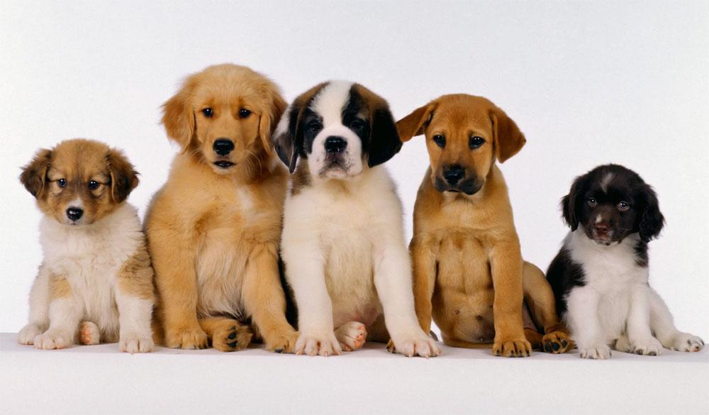 comment choisir un chiot ? Tous les critères à prendre en compte ici...