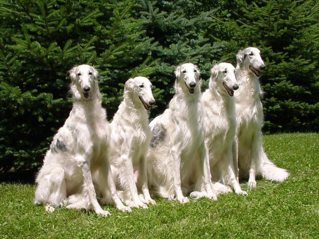 Le barzoï : fiche descriptive et caractéristiques de ce grand chien...