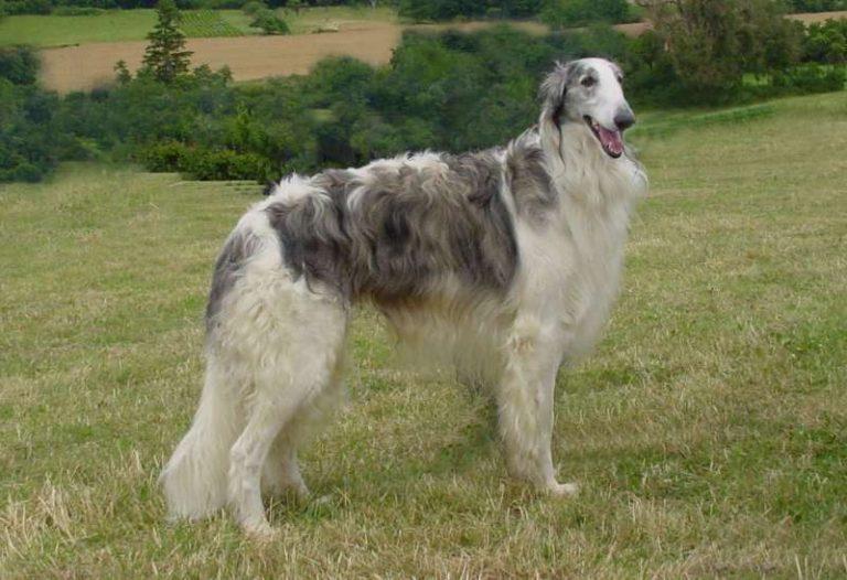 Le barzoï : fiche descriptive et caractéristiques de ce grand chien...