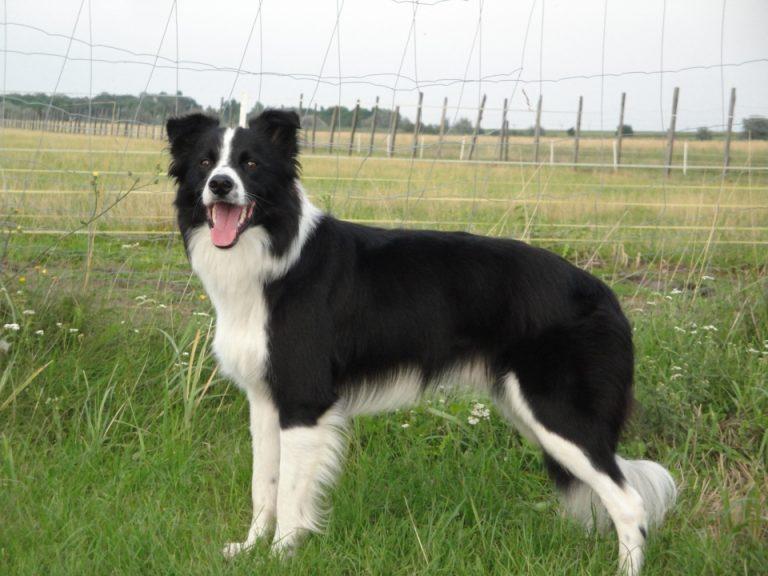 Le border collie: fiche descriptive de ce chien de taille moyenne...