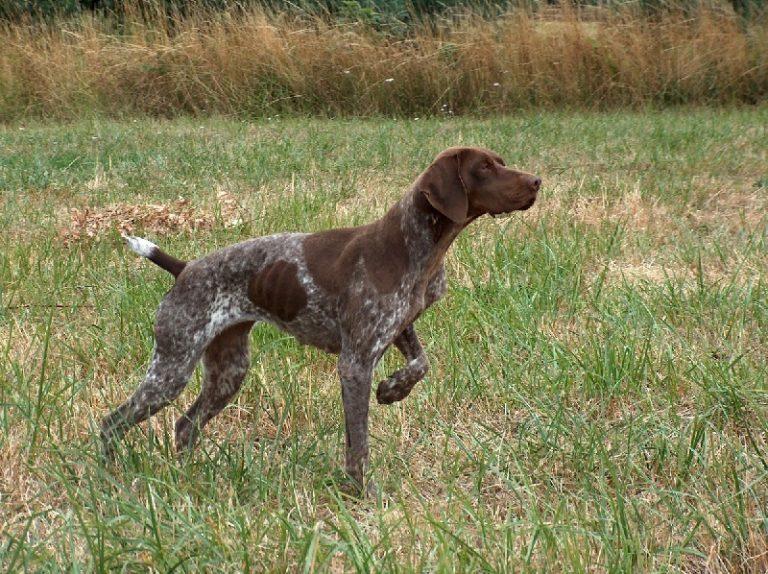 Le braque français : fiche descriptive de ce chien de taille moyenne...