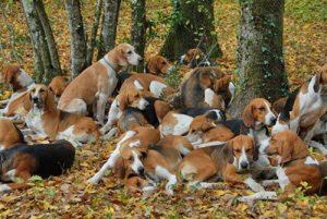Le poitevin : fiche descriptive de ce chien de taille moyenne...