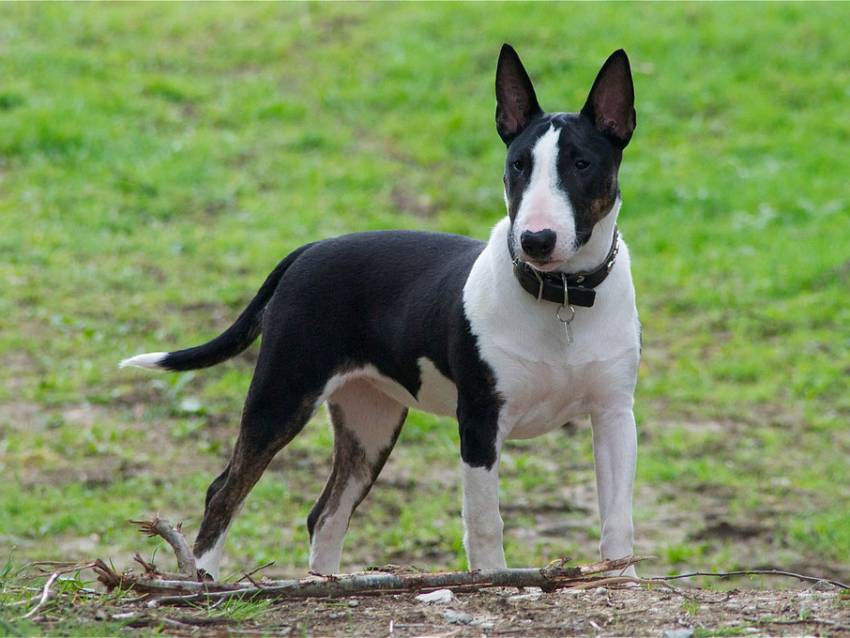 Le bull terrier : fiche descriptive des caractéristiques de ce petit ...
