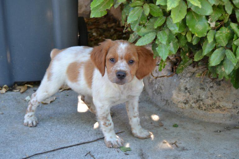 L'épagneul breton : fiche descriptive de ce chien de taille moyenne...