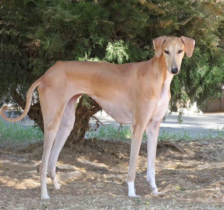 L'azawakh : fiche descriptive des caractéristiques de ce grand chien...