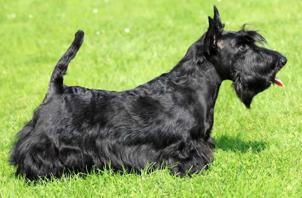 Le scottish terrier : fiche descriptive des caractéristiques de ce ...