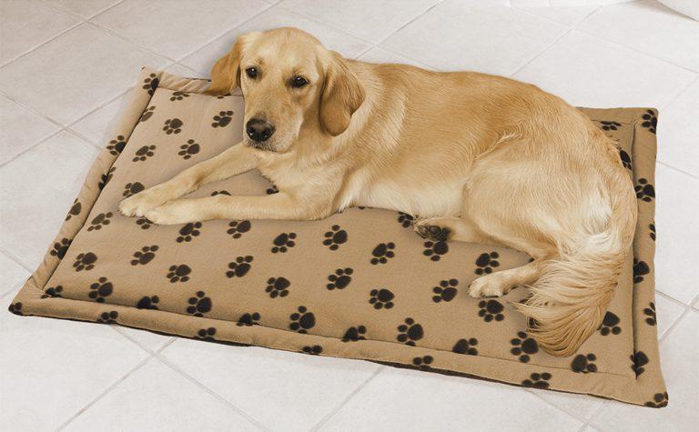 Tapis pour chien : différents types d'accessoires à connaître...