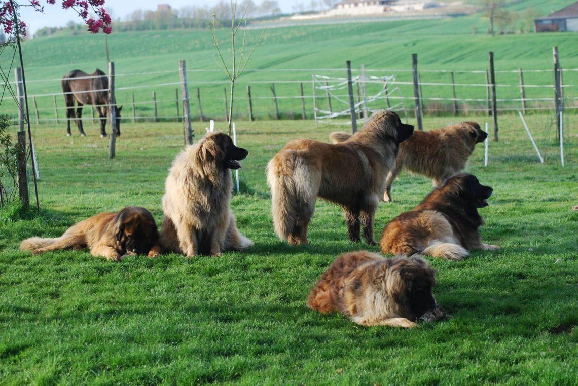 Le leonberg : fiche descriptive et caractéristiques de ce grand chien...