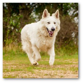 Blog du chien : nombreux conseils et informations sur la race canine