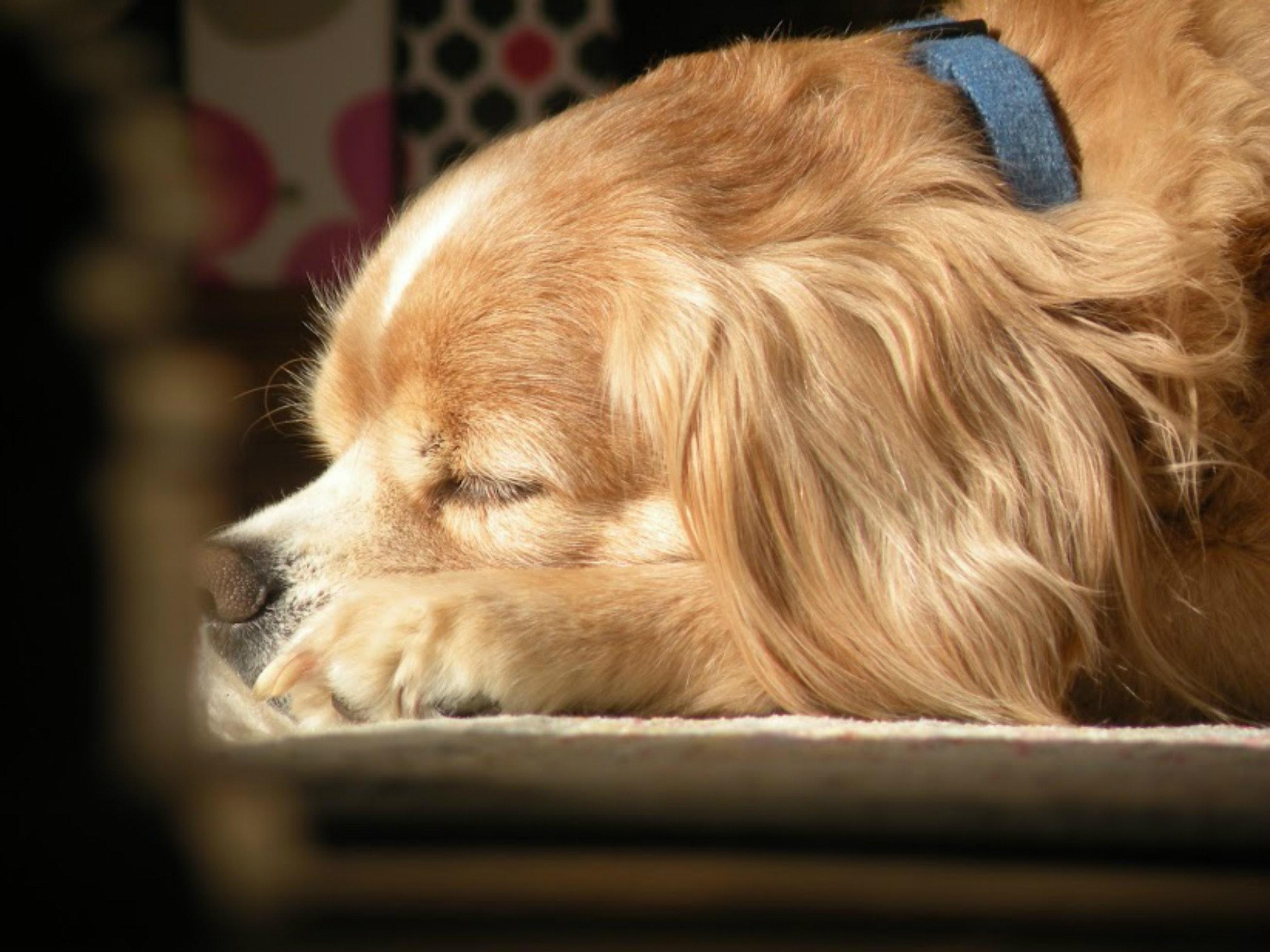 Les 4 Races De Chien Les Plus Calmes