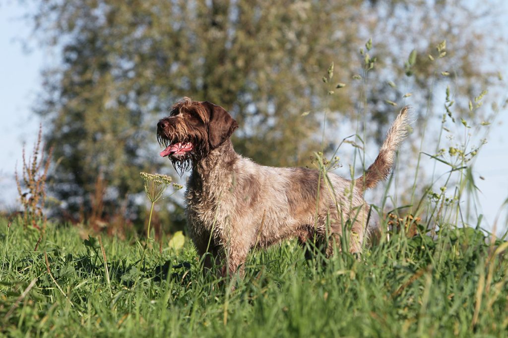 Griffon Korthals : chien de chasse intelligent et affectueux